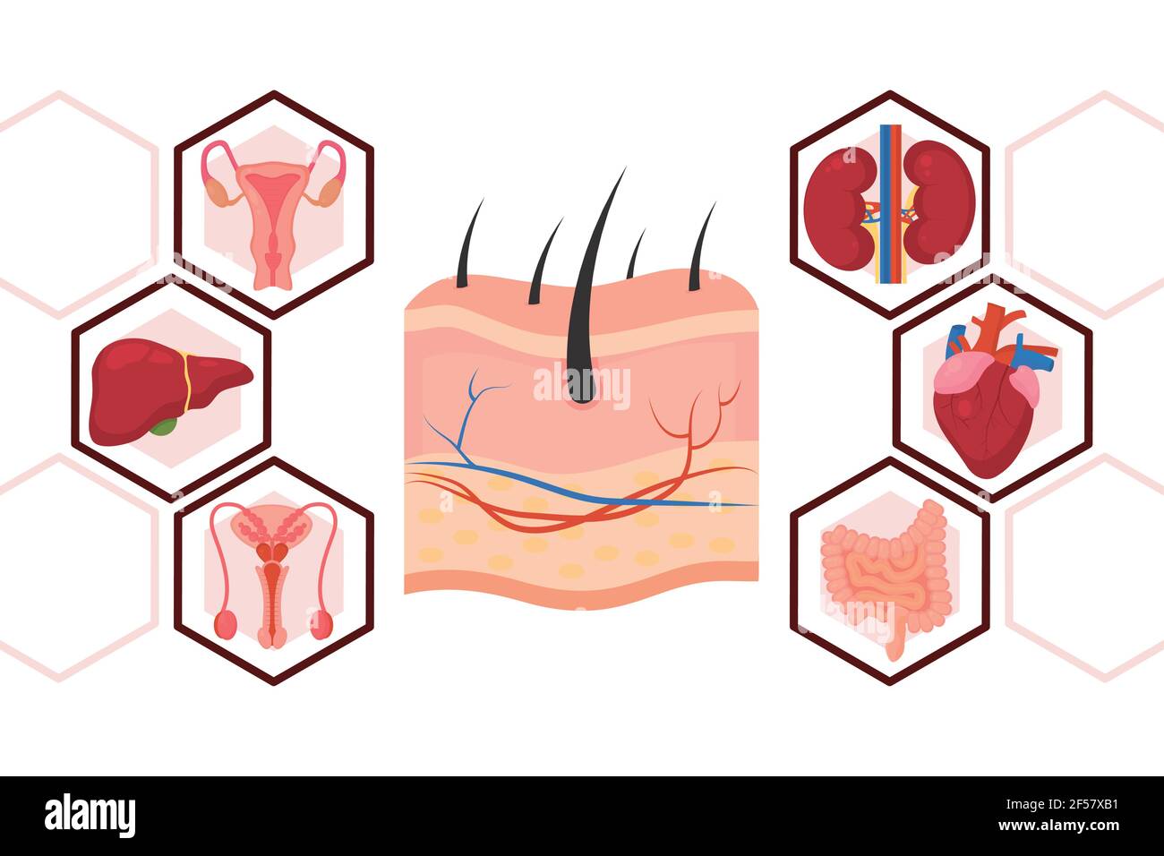 cartoon human organs illustration icon Stock Vector Image & Art - Alamy
