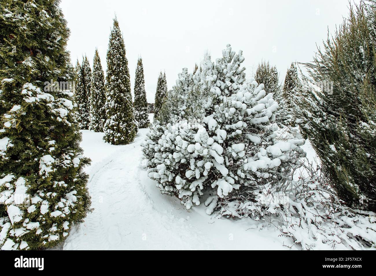 Christmas trees in the backyard in the snow. cozy garden with gazebo ...