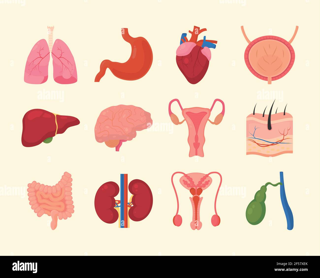 heart and human organs set Stock Vector Image & Art - Alamy