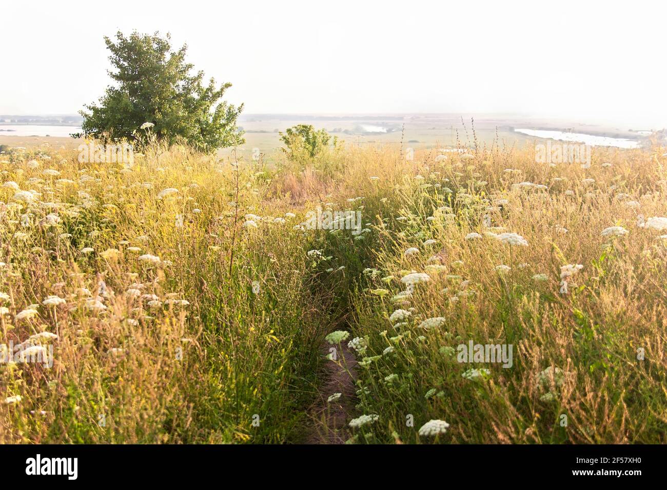 Summer meadow with path hi-res stock photography and images - Alamy