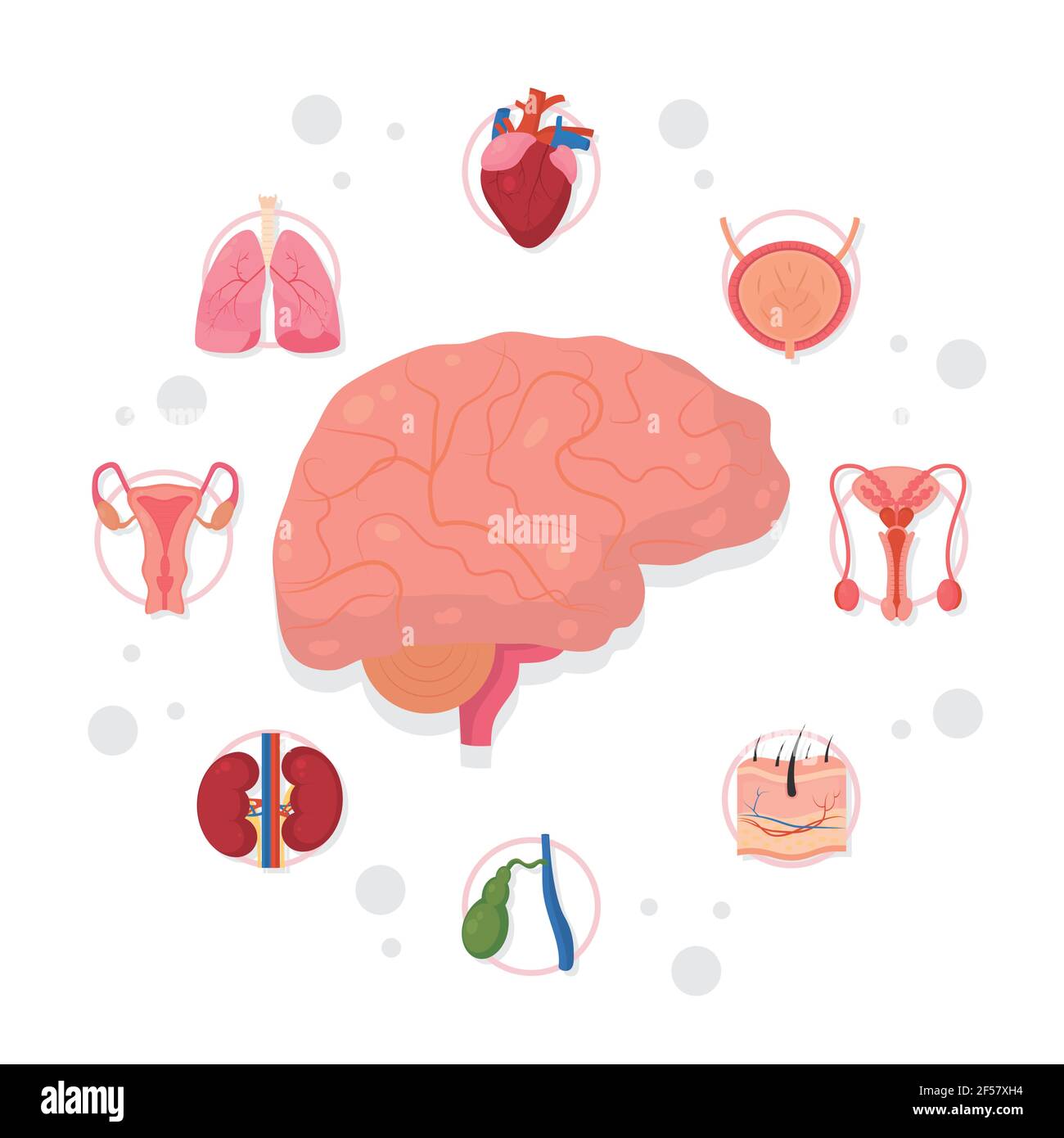 brain with human organs around Stock Vector Image & Art - Alamy