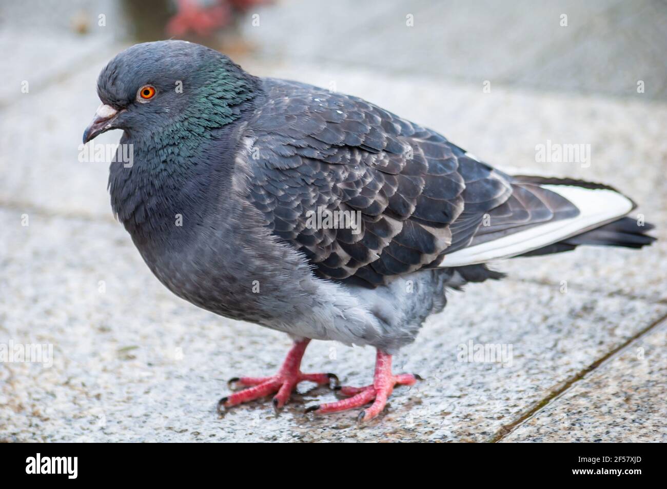 Pigeon on the street in London Stock Photo - Alamy