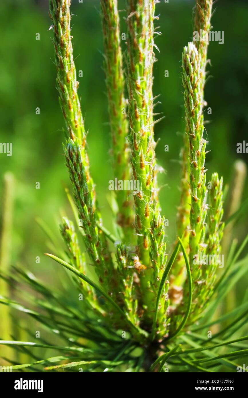 Pine tree sprouts hi-res stock photography and images - Alamy