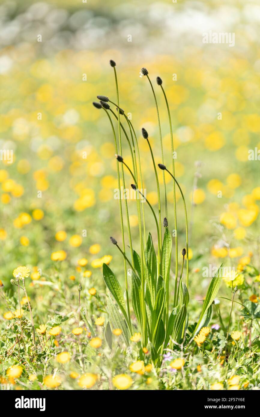 Plantain plant in a field in spring Stock Photo - Alamy