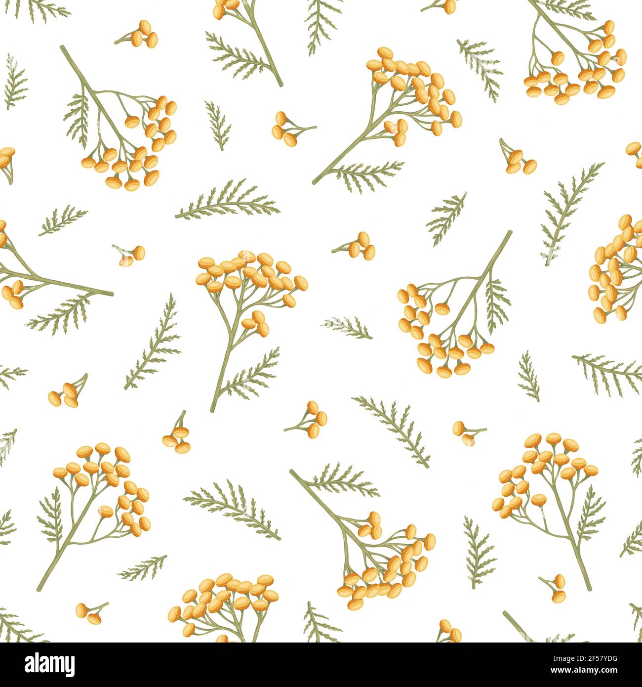 Tanacetum on a white Background. Seamless pattern with flowers of tansy ...