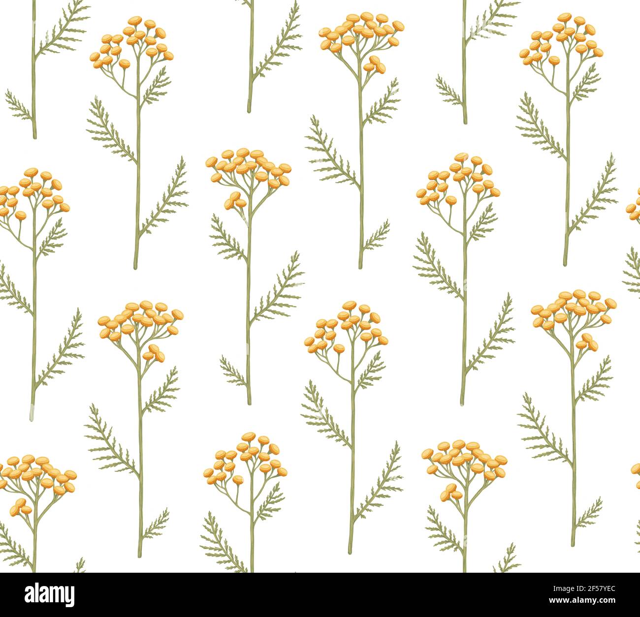 Tanacetum on a white Background. Seamless pattern with flowers of tansy ...