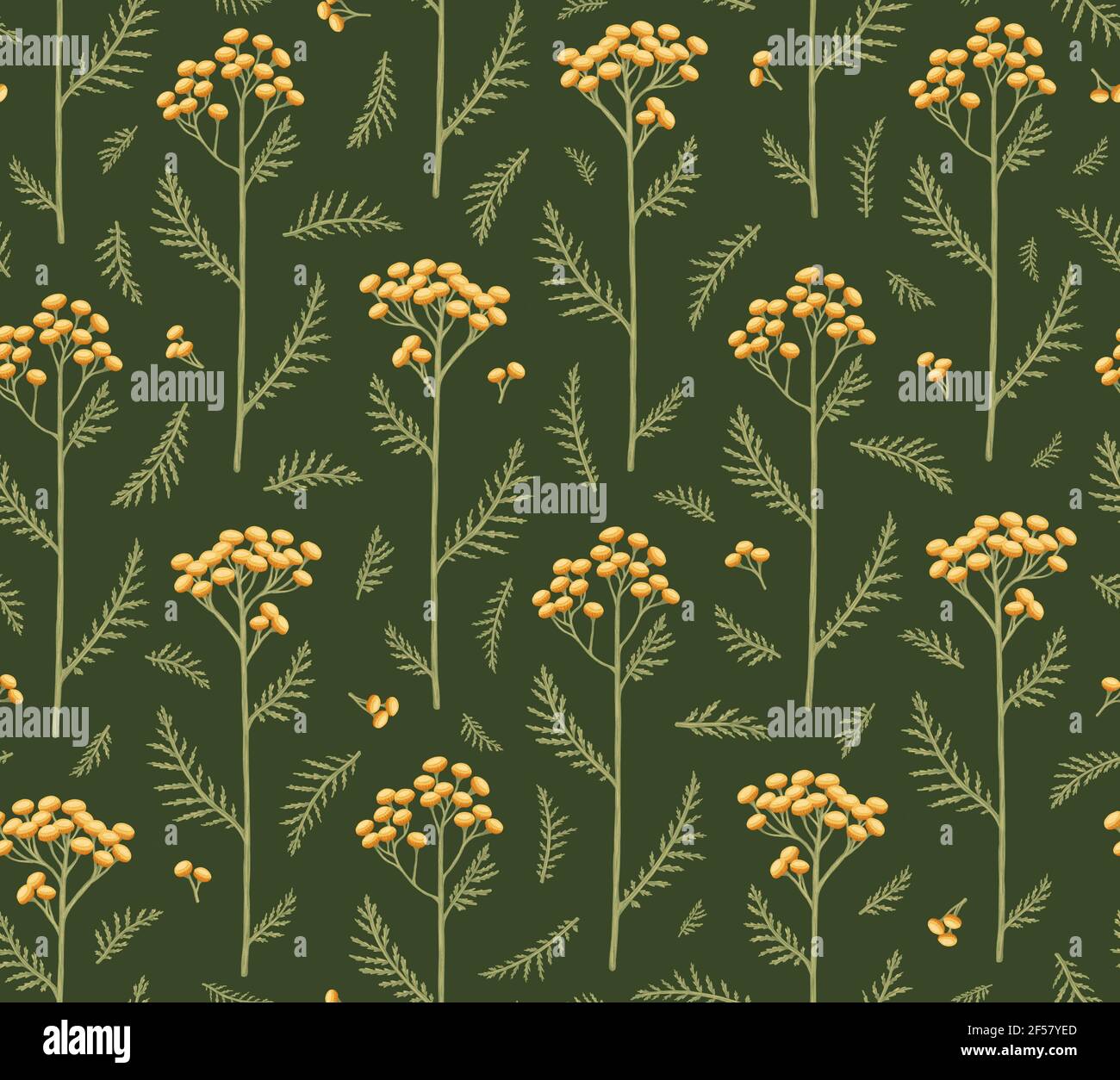 Seamless pattern with flowers of tansy. Tanacetum on a Green Background ...