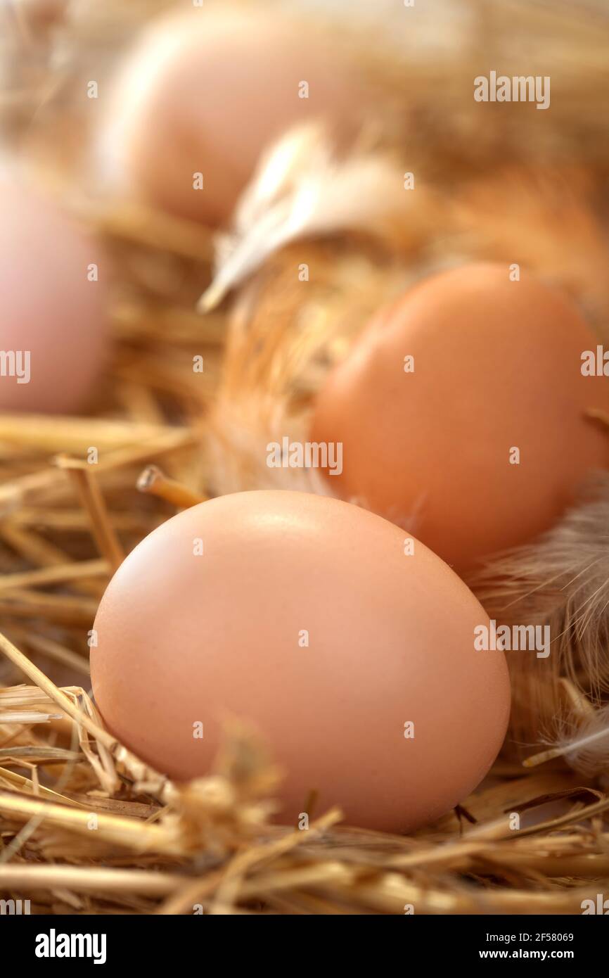Free range fresh eggs in a nest, closeup Stock Photo - Alamy