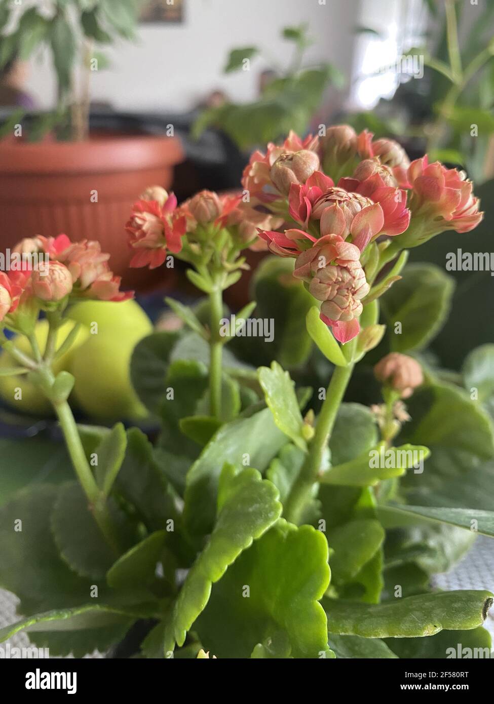 Beautiful flaming katy plant with blooming flowers Stock Photo - Alamy