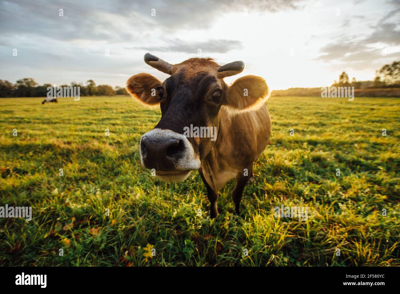 Muzzle cow cows nose hi-res stock photography and images - Alamy