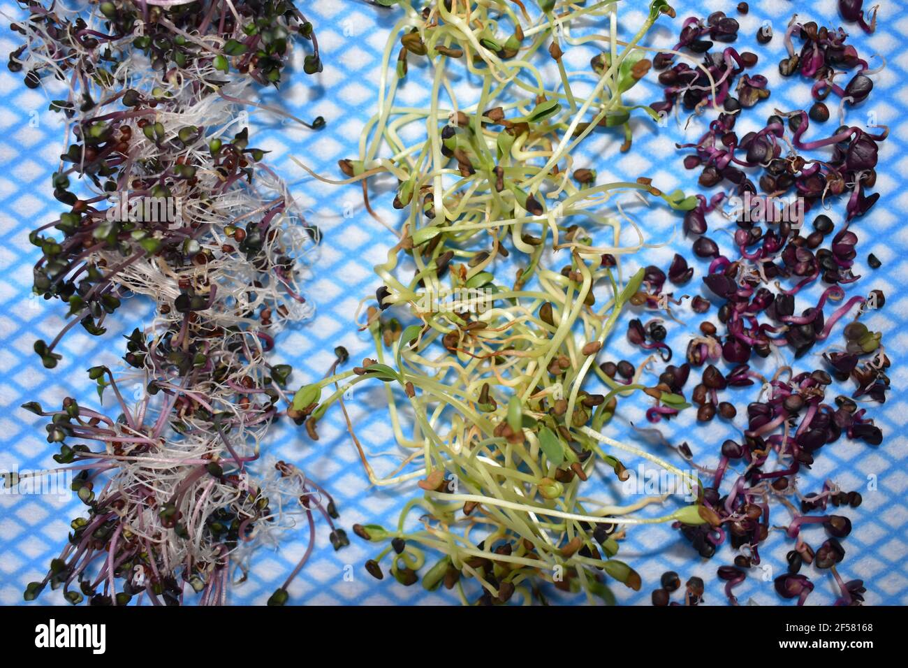 Microgreens red cabbage fenugreek and radish rambo They are all grown ...