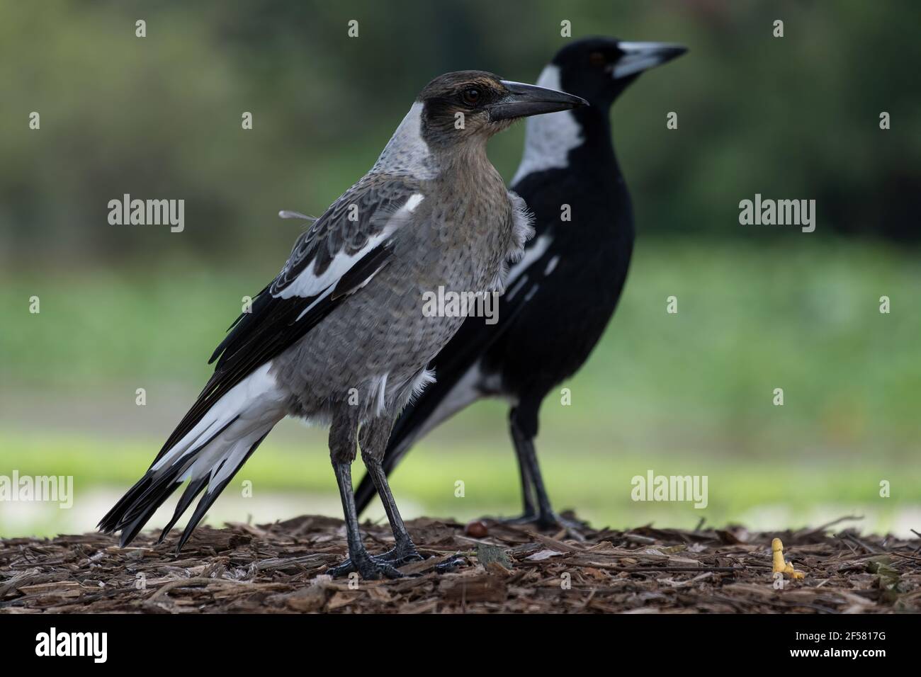 A juvenile Australian magpie stands in front of one of its parents ...