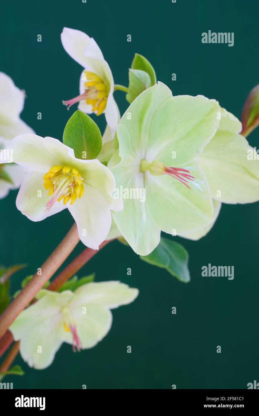 White and crimson hellebore hi-res stock photography and images - Alamy