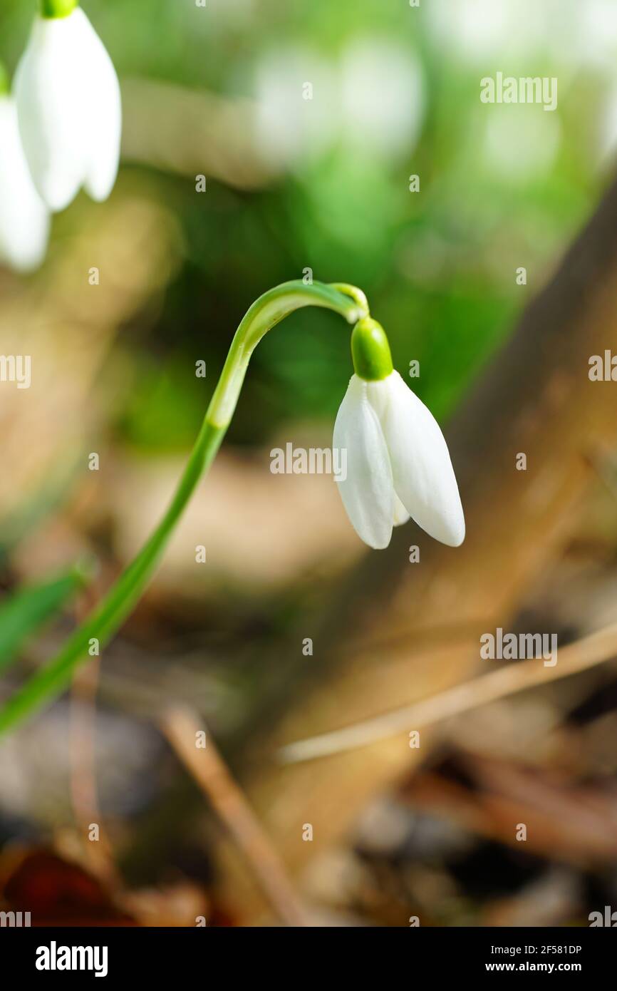 Tiny white snowdrop galanthus flowers in bloom Stock Photo - Alamy