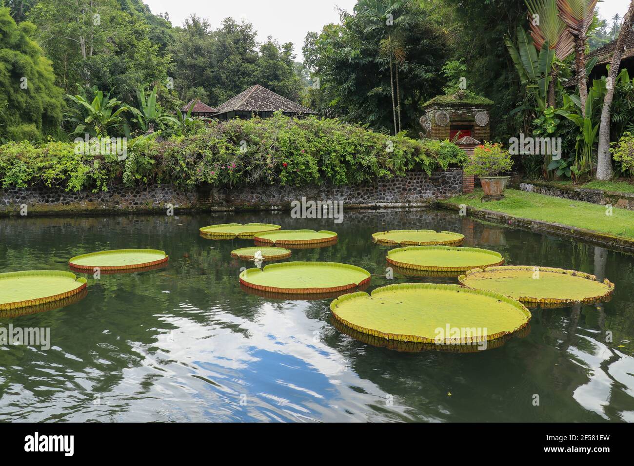 selective focus of big lotus tray, big leaf. Many giant victoria ...