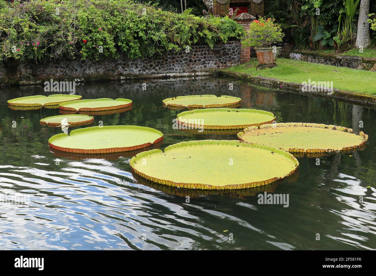 selective focus of big lotus tray, big leaf. Many giant victoria ...