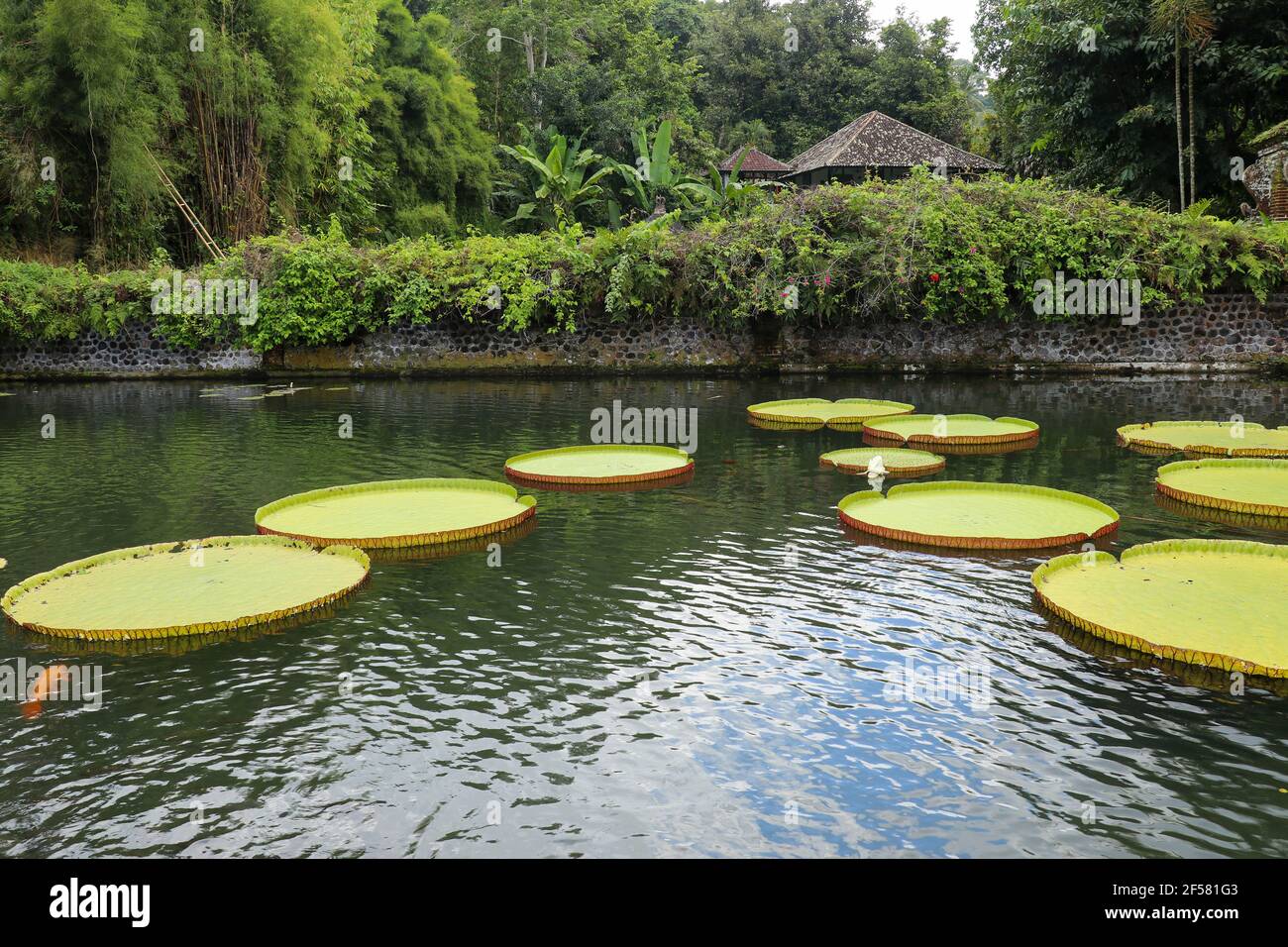 selective focus of big lotus tray, big leaf. Many giant victoria ...