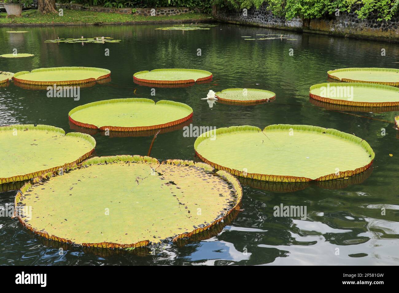 selective focus of big lotus tray, big leaf. Many giant victoria ...