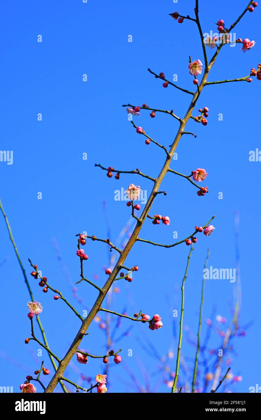Pink flower blooms of the Japanese ume apricot tree, prunus mume Stock ...