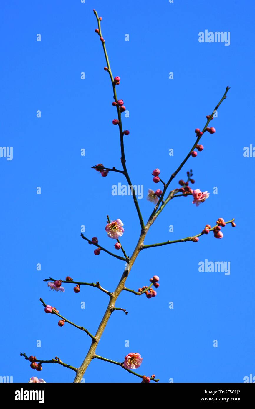 Pink flower blooms of the Japanese ume apricot tree, prunus mume Stock ...