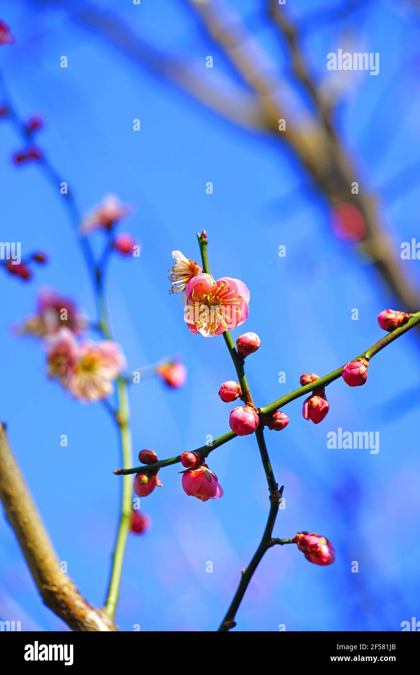 Pink flower blooms of the Japanese ume apricot tree, prunus mume Stock ...