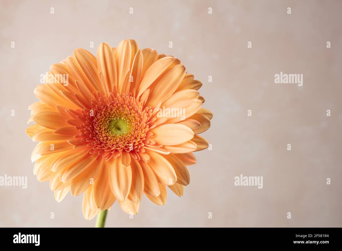 beautiful fresh gerbera flower on pastel color background, macro Stock ...