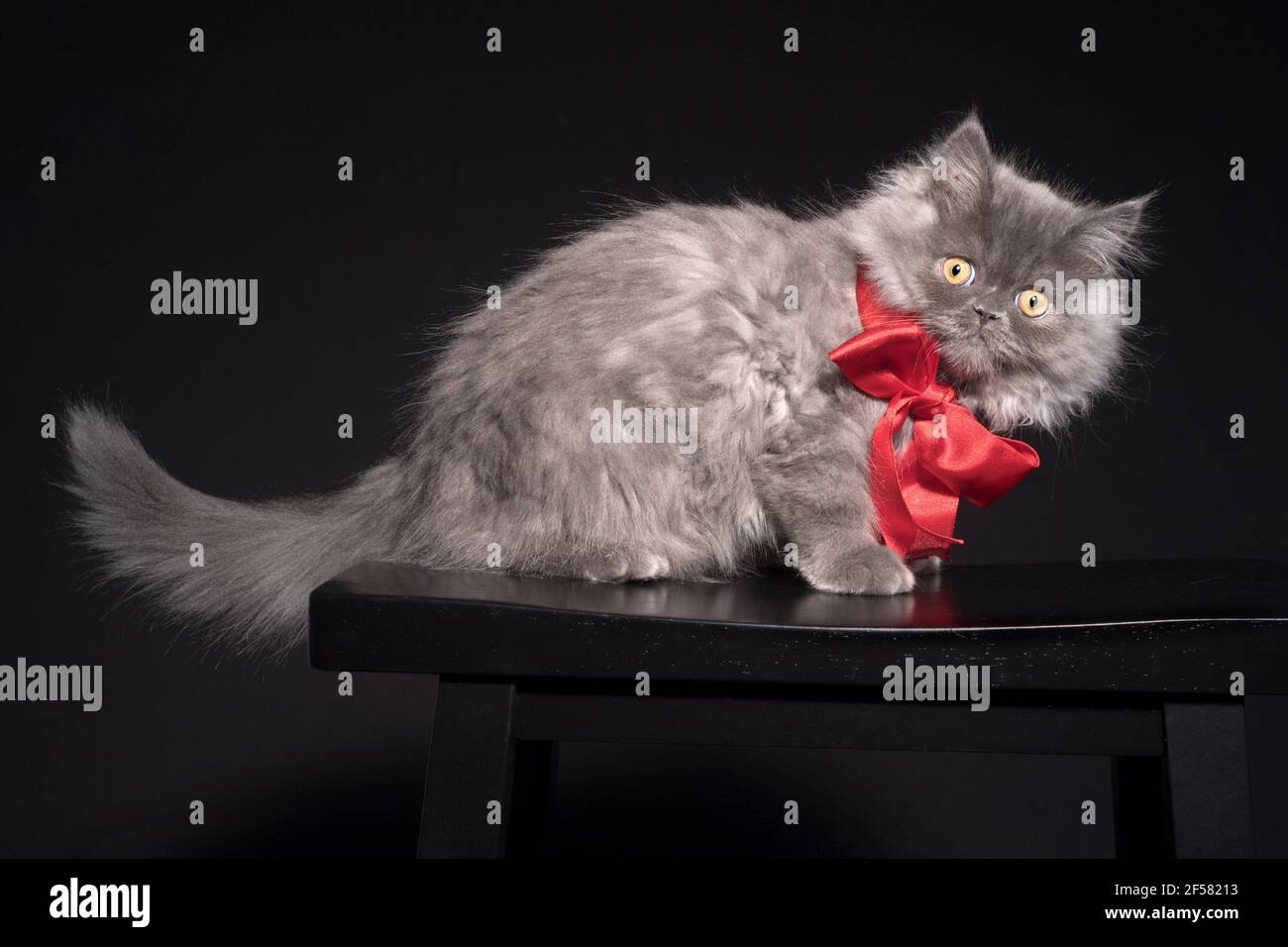 Cat wearing ribbon hi-res stock photography and images - Alamy