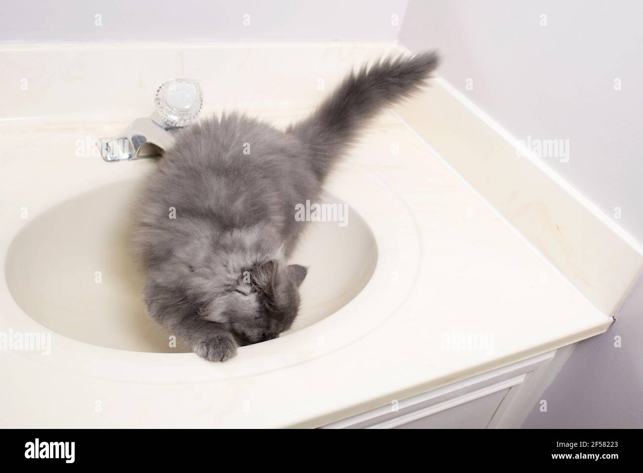 Funny long haired grey kitten in a sink playing with the drain Stock ...