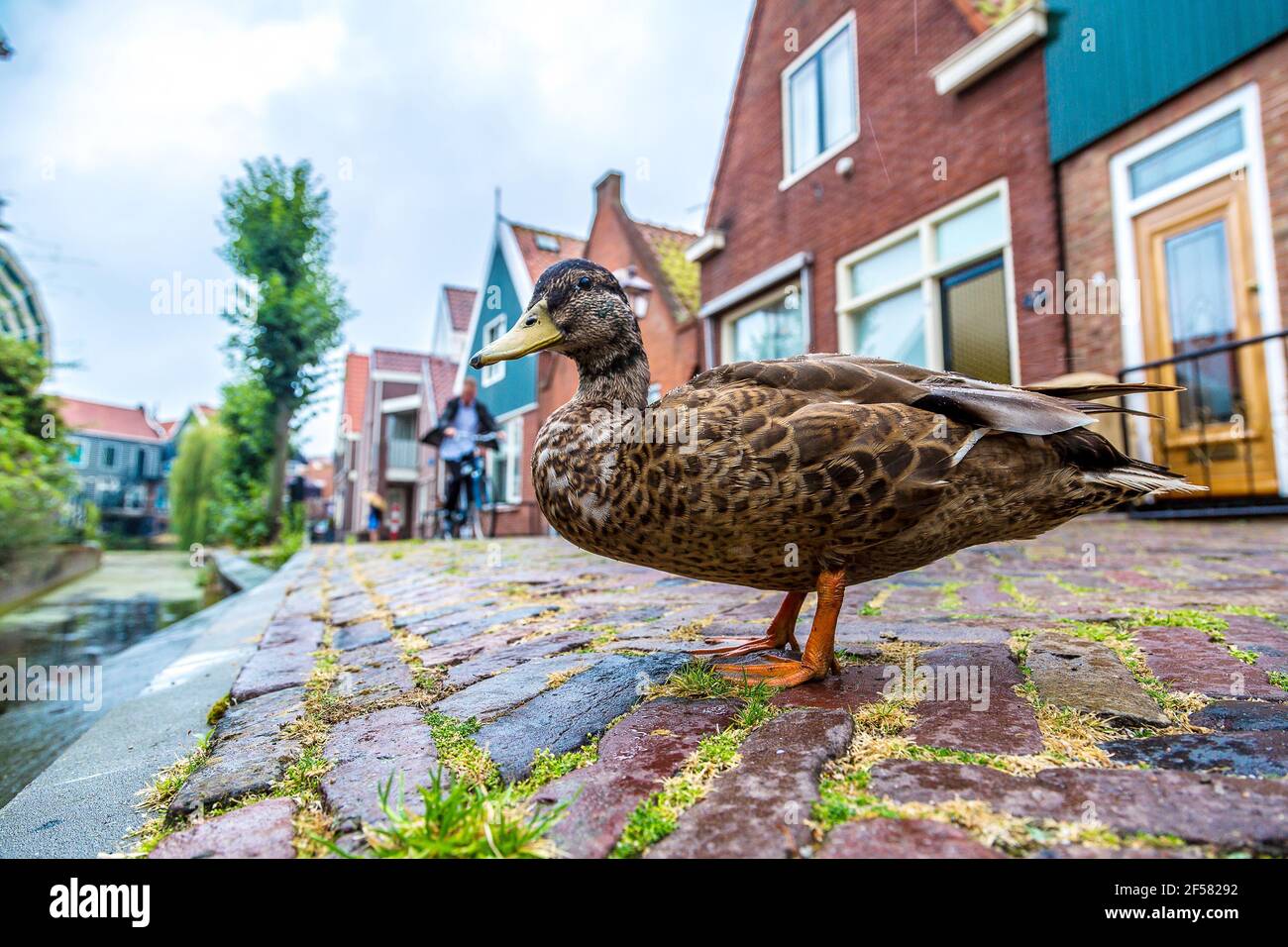 Duck and traditional houses in Holland town Volendam, Netherlands Stock ...