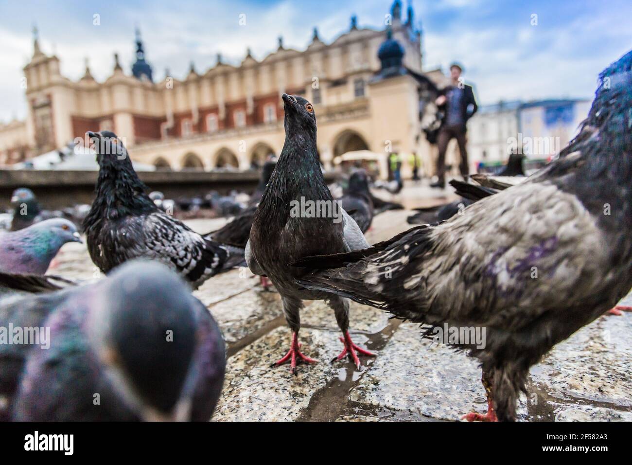 A lot of doves in Krakow old city. Market Square. Poland Stock Photo ...