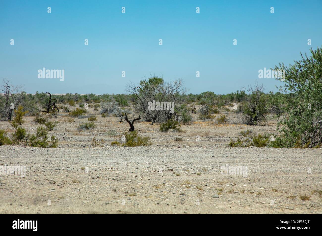Wasteland weeds hi-res stock photography and images - Alamy