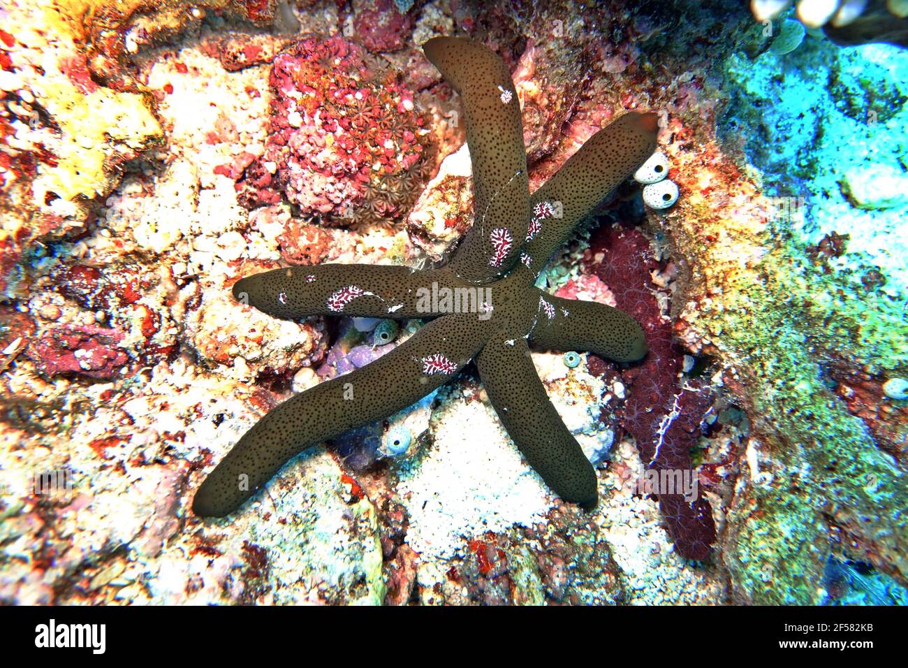 Luzon seestern hi-res stock photography and images - Alamy