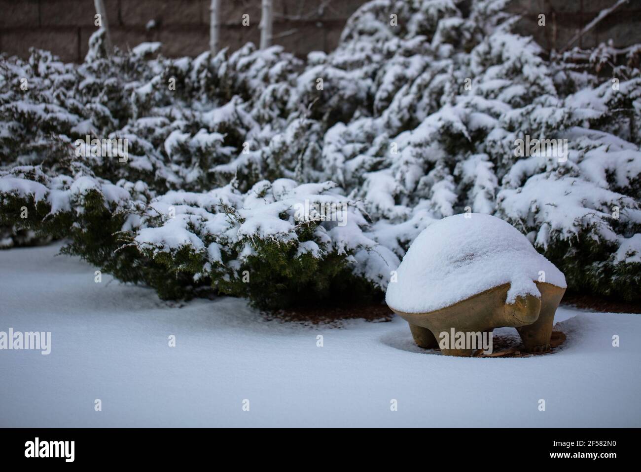 Low growing evergreen juniper bush with landscape decor clay turtle in ...