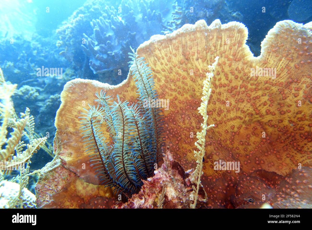 Mycedium robokaki hi-res stock photography and images - Alamy