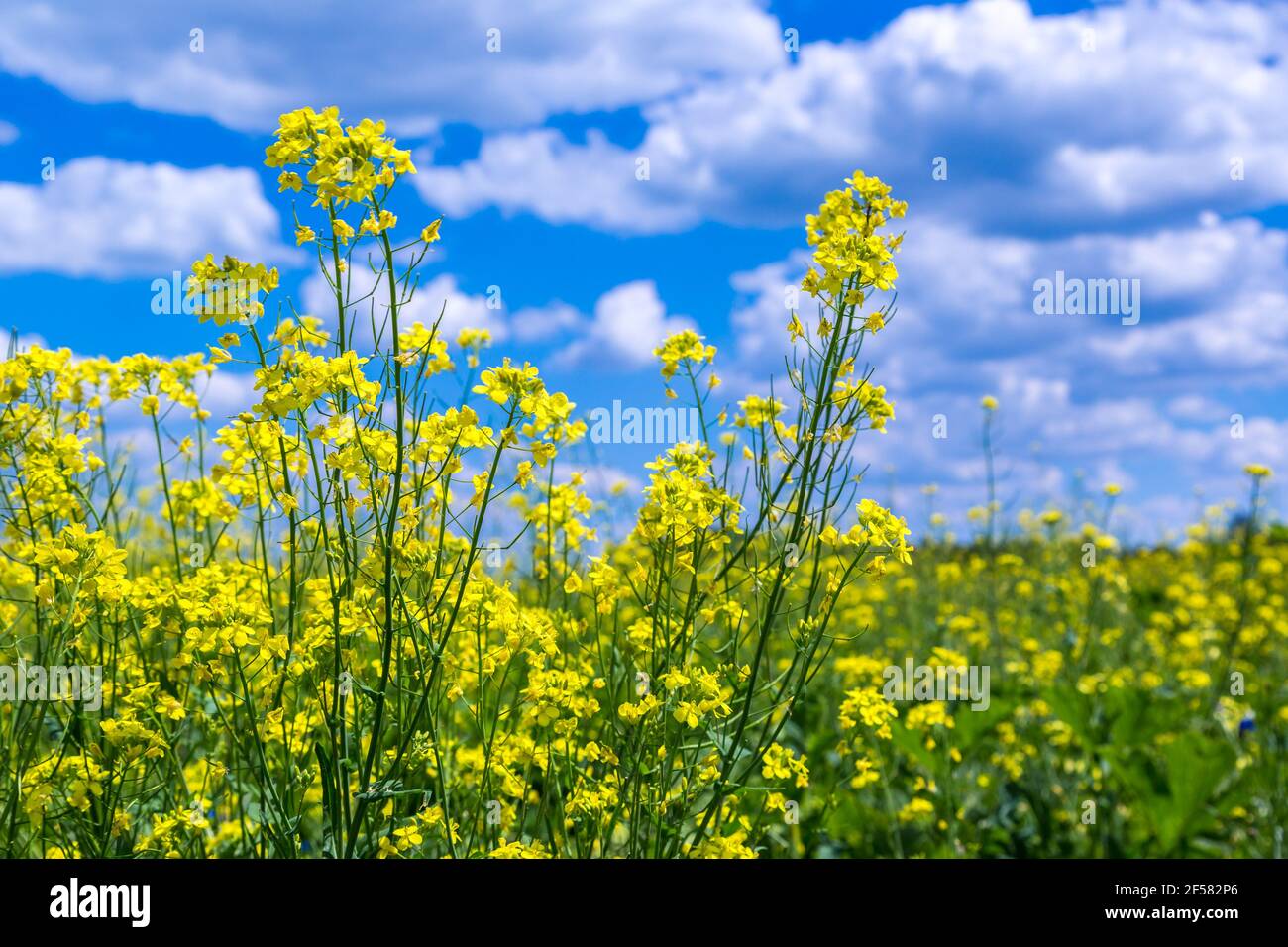 Colza field and blue sky in a summer day Stock Photo - Alamy