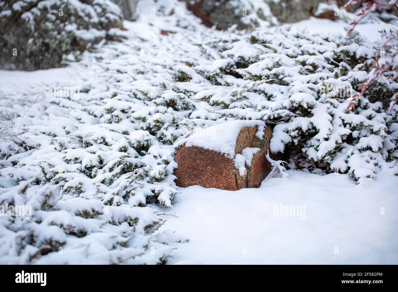 Juniper trees covered in snow hi-res stock photography and images - Alamy