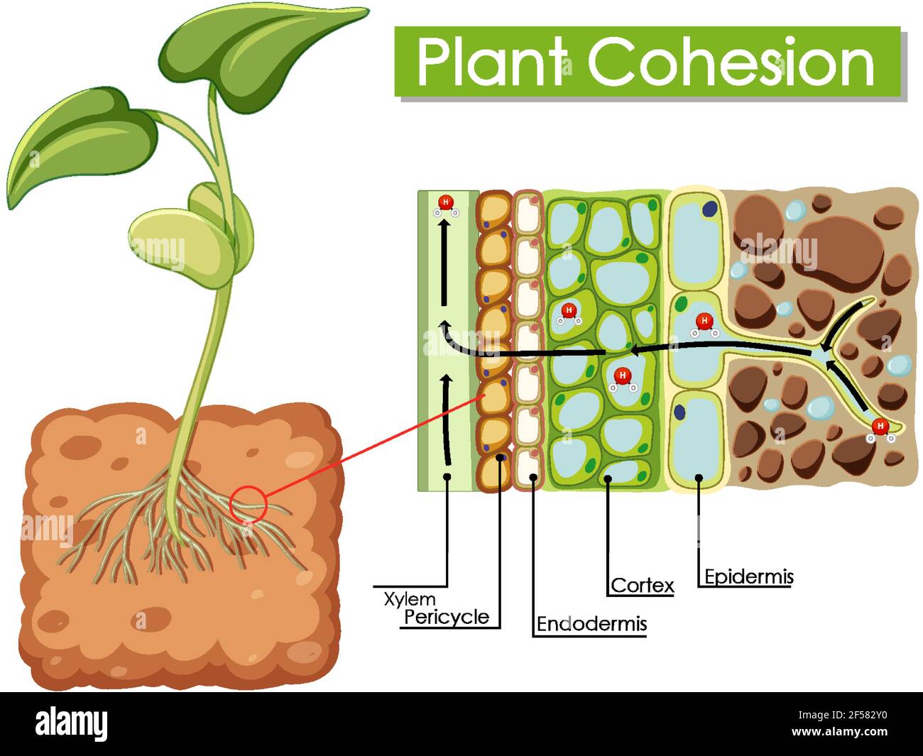 Diagram showing Plant Cohesion illustration Stock Vector Image & Art ...