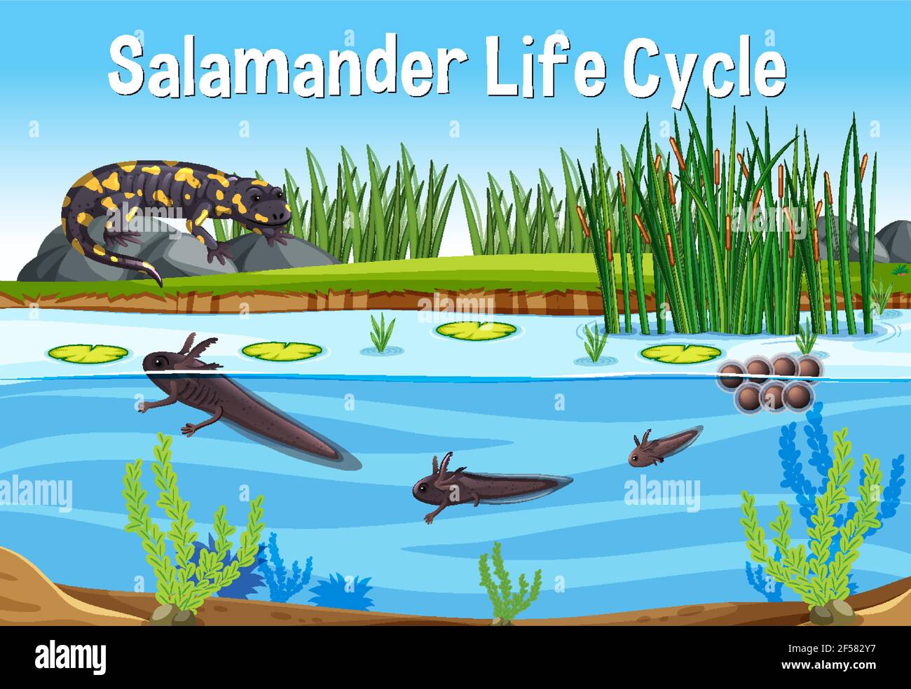 Scene with Salamander Life Cycle illustration Stock Vector Image & Art ...