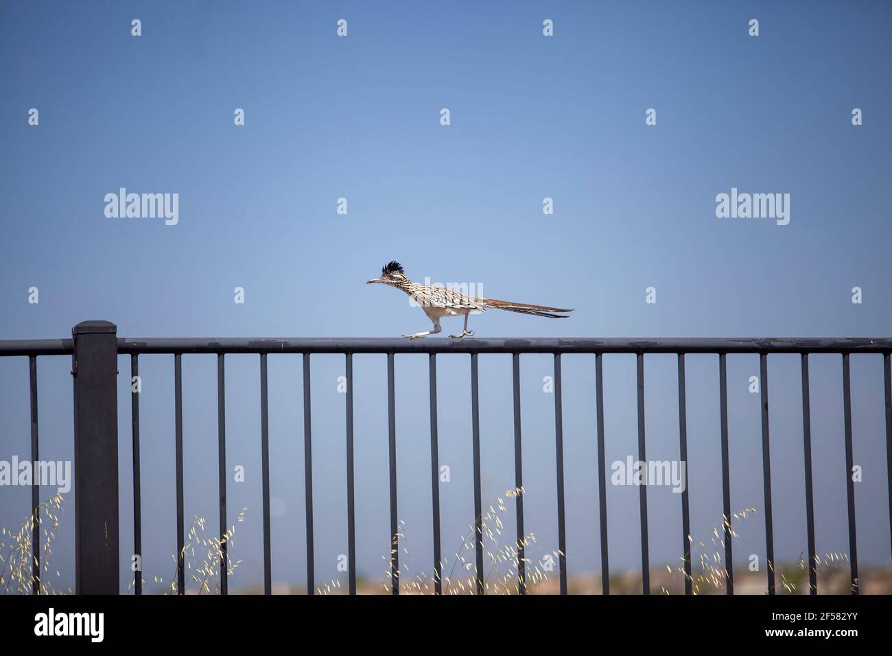 Colorful roadrunner waiting perched on a wrought iron fence on a sunny ...