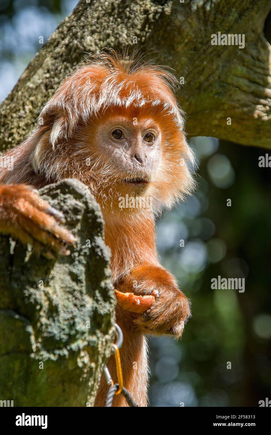 The Javan lutung (Trachypithecus auratus) closeup image, also known as ...