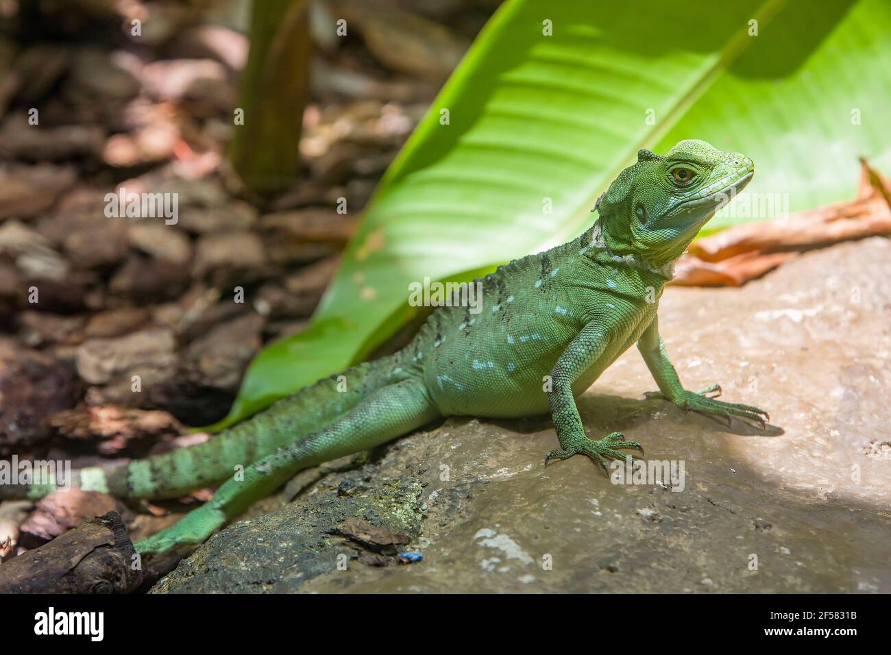 Three crests hi-res stock photography and images - Alamy