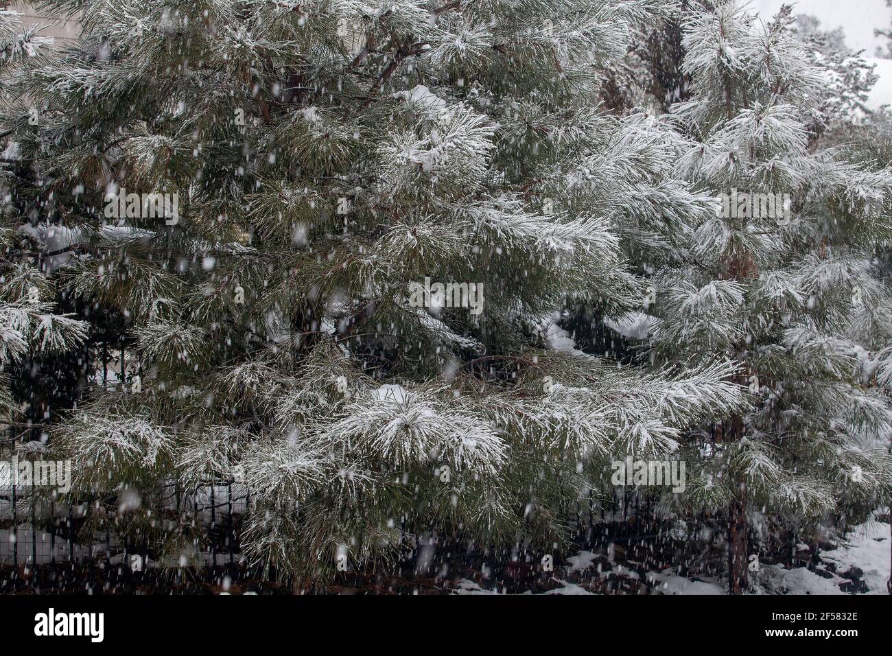 Ponderosa Pines In Snow High Resolution Stock Photography and Images ...