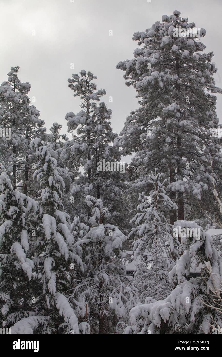 Pines texture hi-res stock photography and images - Alamy