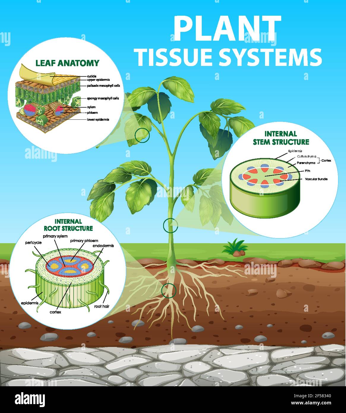Diagram showing Plant Tissue Systems illustration Stock Vector Image ...