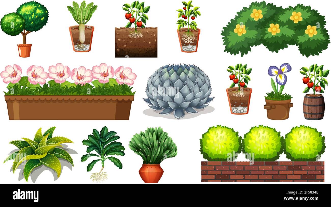 Set of different plants in pots isolated on white background ...