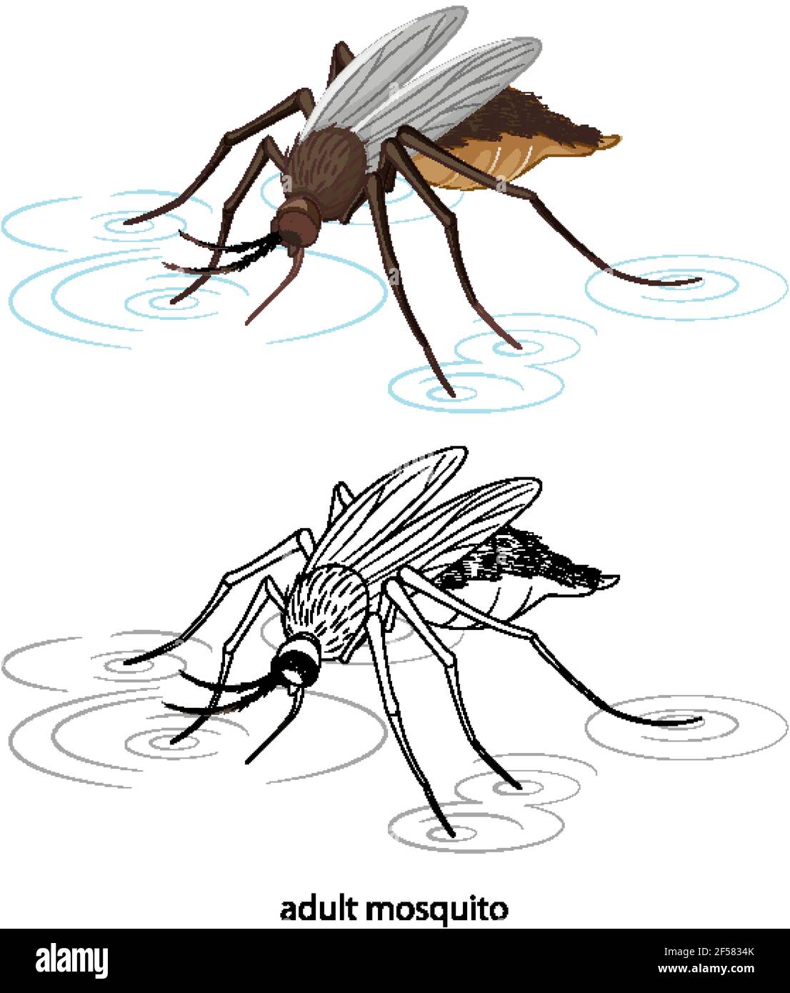 Mosquito in colour and doodle on white background illustration Stock ...