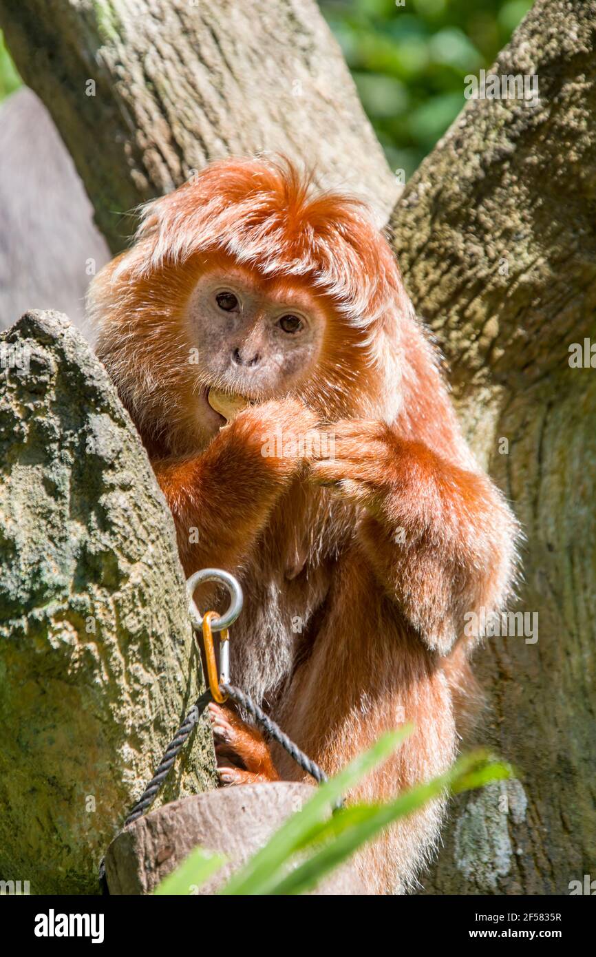 The Javan lutung (Trachypithecus auratus) is eating peanut, also known ...