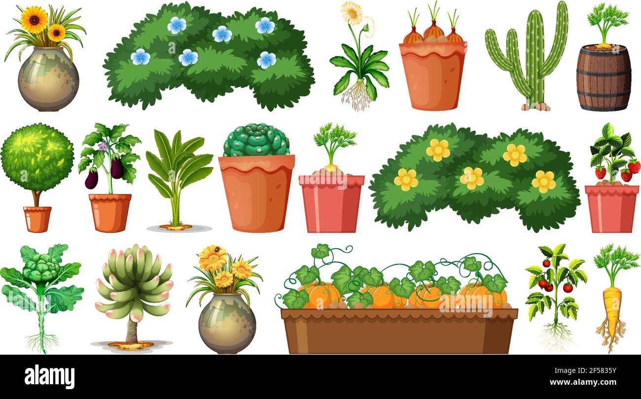 Set of different plants in pots isolated on white background ...