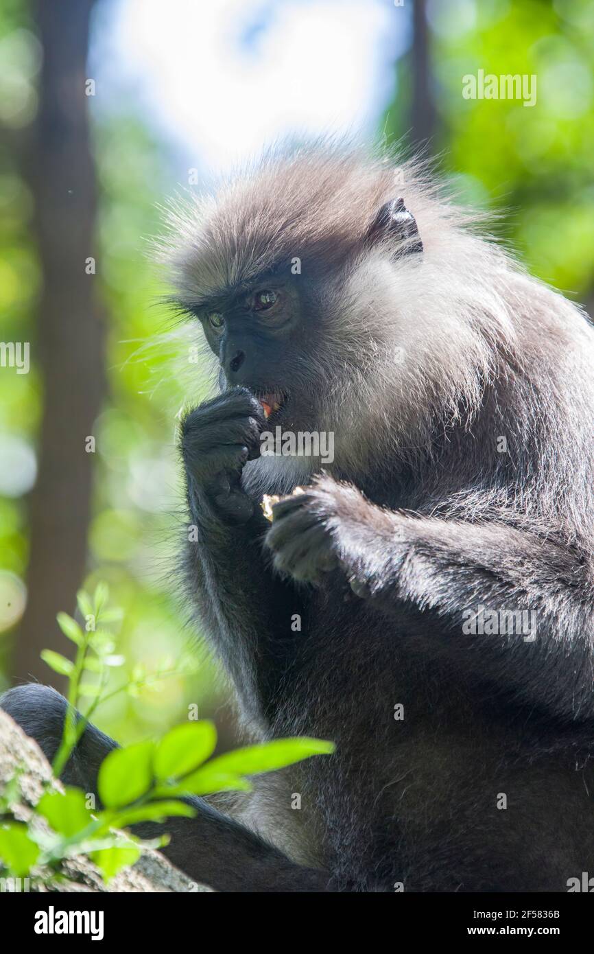 The purple-faced langur (Semnopithecus vetulus) is eating food, a ...