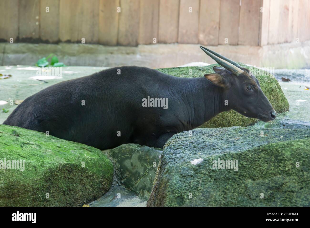 The lowland anoa is a small bovid, t is most closely allied to the ...